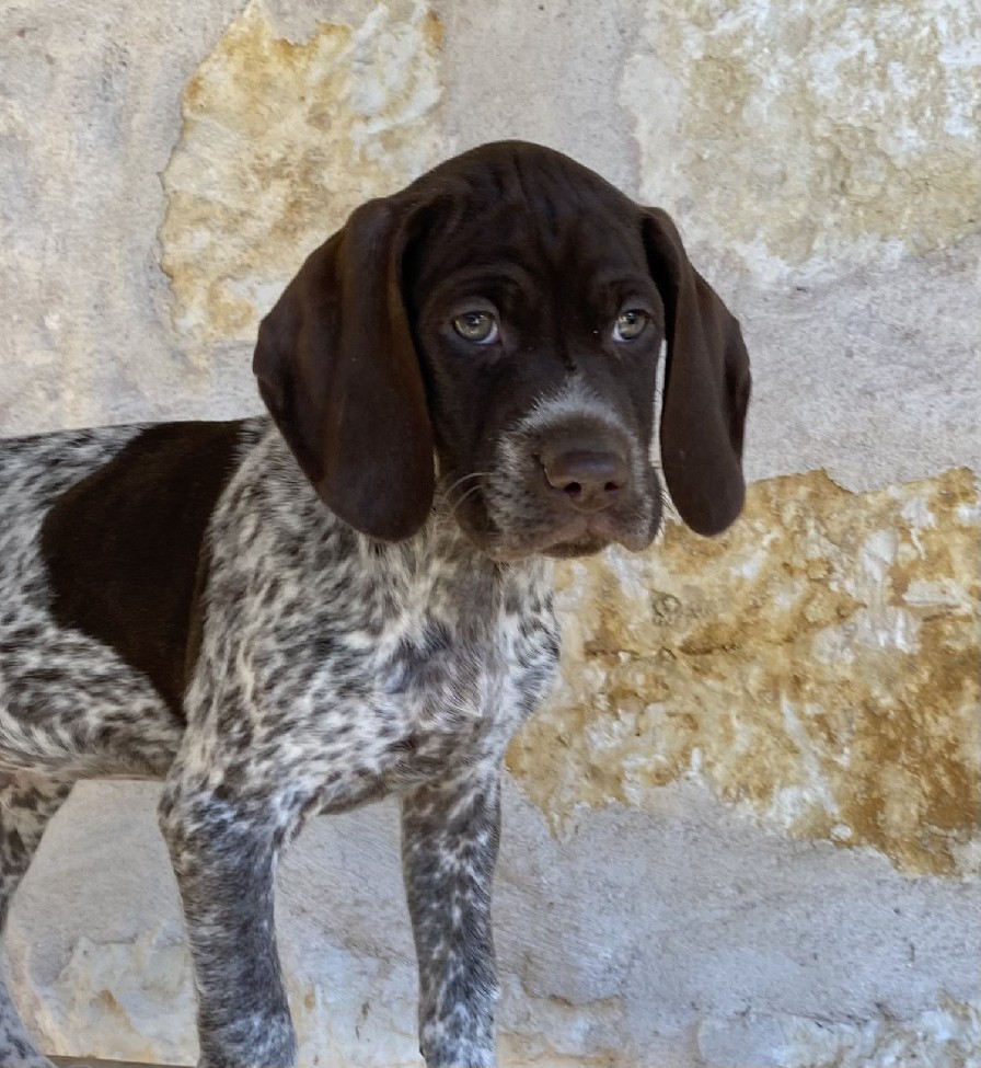 JETT X SPECKS JASPER